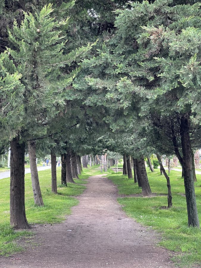 Beautiful Corridor of Trees, Natural Plant Pathway Stock Photo - Image ...