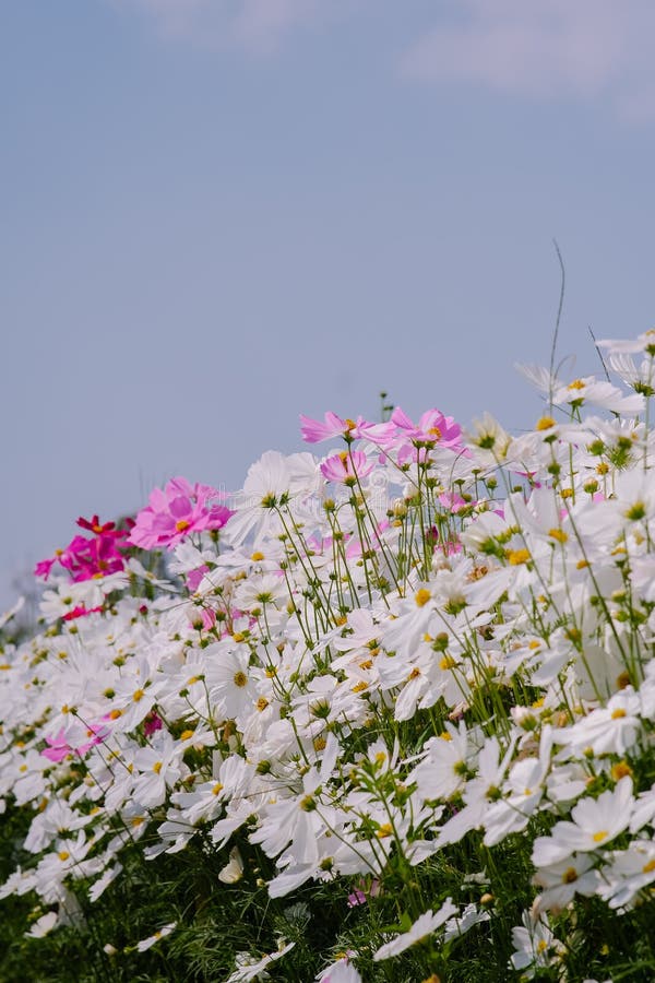 Beautiful Cosmos Flower Bloom. Flower Background Stock Image - Image of ...