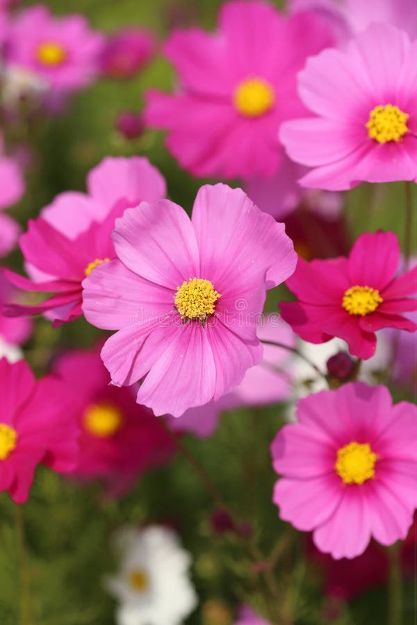 Beautiful cosmos flower stock photo. Image of beautiful - 37478134