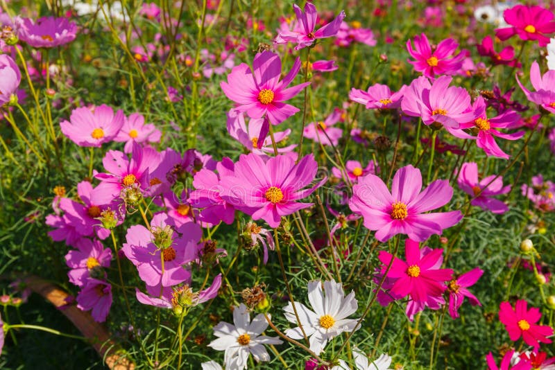 Beautiful Cosmos Flower Field Stock Photo - Image of park, petal: 174442256
