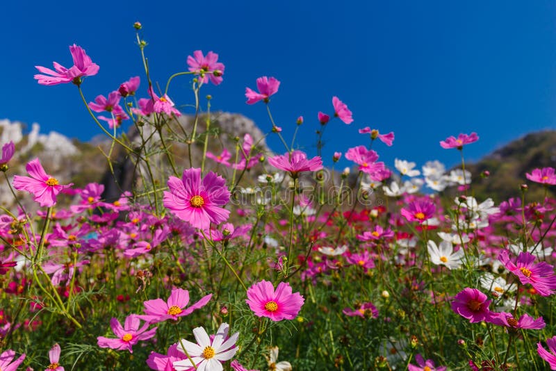 Beautiful Cosmos Flower Field Stock Photo - Image of natural, bloom ...