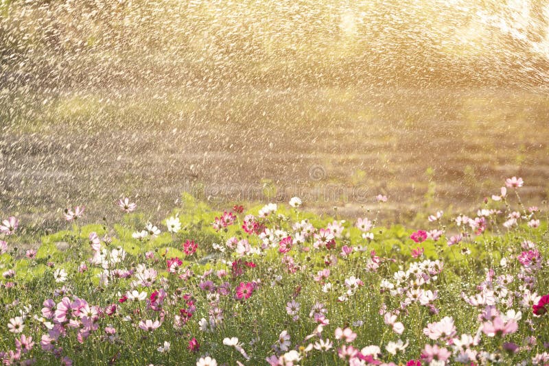 Cosmos Flower Field with Water Spring Stock Photo - Image of flower ...