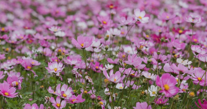Beautiful Cosmos Flower Garden Stock Image - Image of blossom, blooming ...
