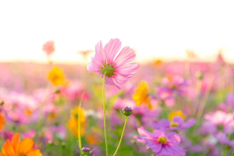 Beautiful Cosmos Flower in There Meadow Stock Image - Image of fresh ...