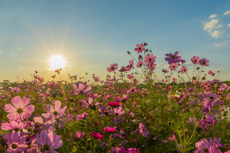 Beautiful Cosmos Flowers Blooming in Garden Stock Photo - Image of ...