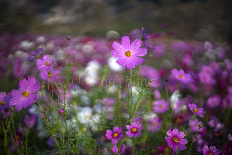 Beautiful Cosmos Flowers Blooming in the Morning Stock Image - Image of ...