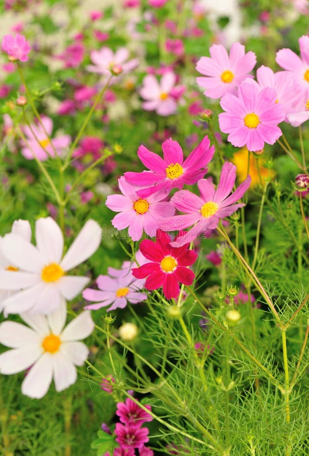 Beautiful Cosmos Flowers Blooming Stock Photo - Image of aims ...