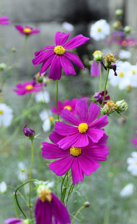 The Beautiful Cosmos Flowers (Cosmos Crithmifolius Kunth) Stock Image ...