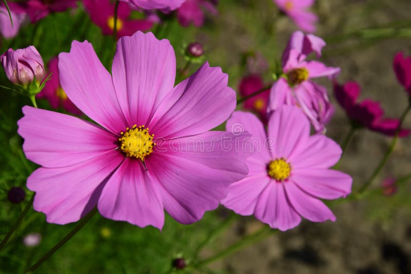 Beautiful Cosmos Flowers in the Garden. Stock Photo - Image of detail ...
