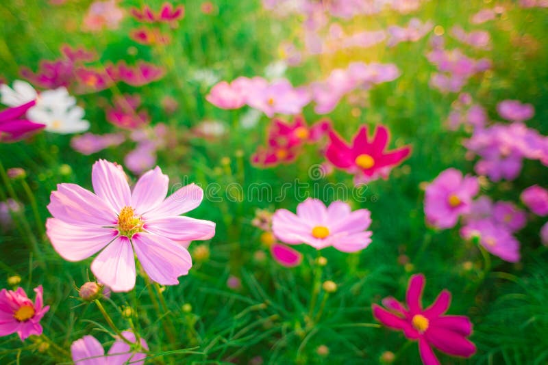 Beautiful Cosmos Flowers on Sky Background Stock Photo - Image of flora ...