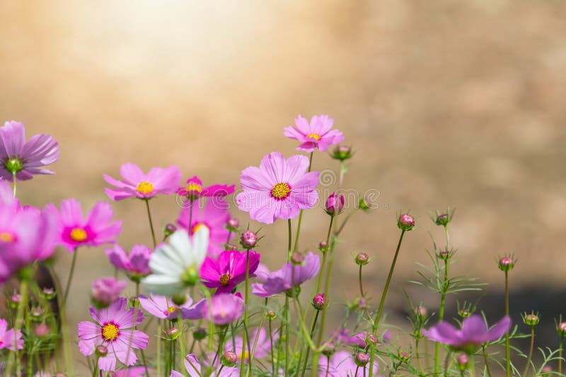 Beautiful Cosmos flowers stock photo. Image of botanical - 75472820