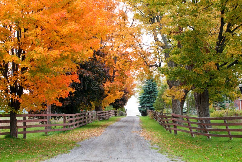 Beautiful Country Road In Autumn Foliage Stock Image - Image of change ...