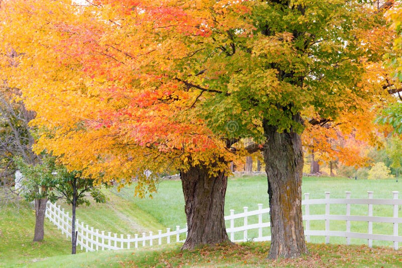 Beautiful Country Road in Autumn Foliage Stock Image - Image of america ...