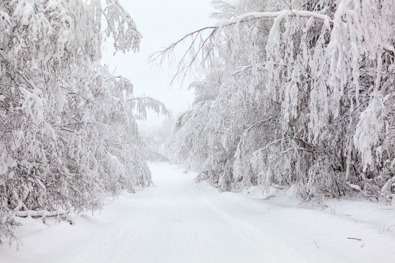 Winter Scenic Seasonal Road Stock Image - Image of country, scene: 12312187