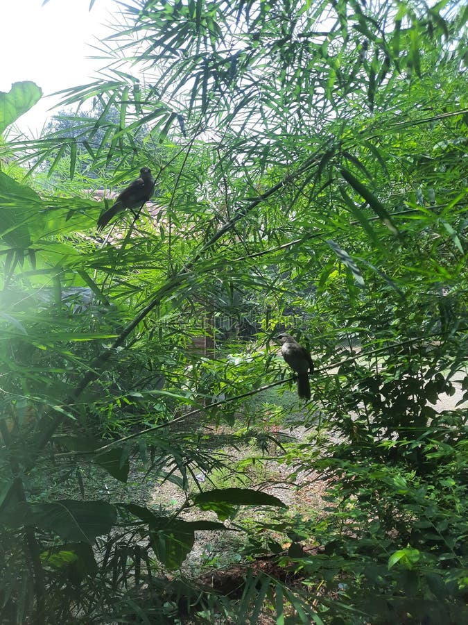 Beautiful Couple of Birds Captured on the Bamboo Branch Stock Image ...