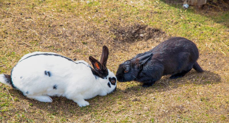 Beautiful Couple of Black and White Rabbits Stock Image - Image of ...
