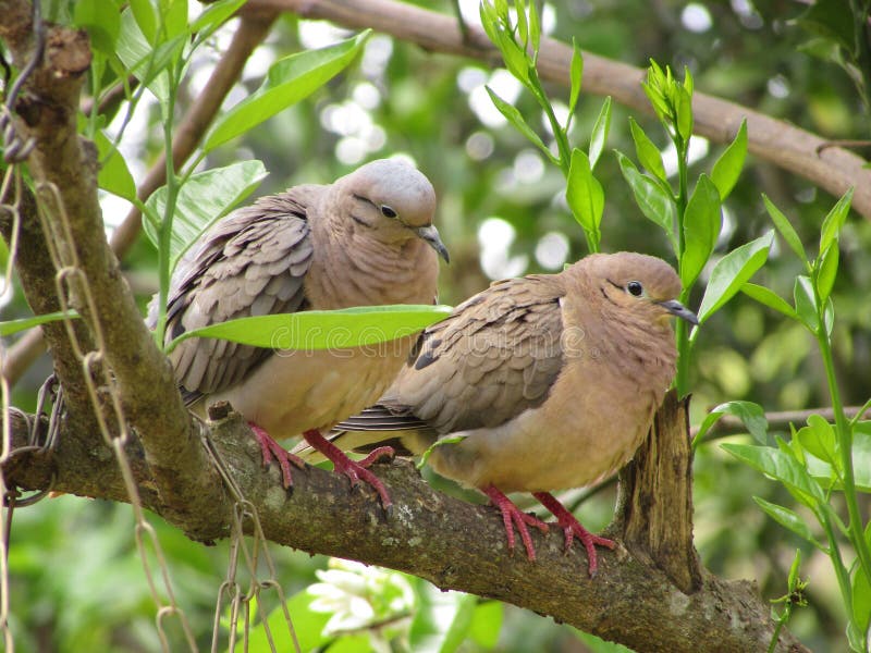 A Beautiful Couple of Flightless Zenaida Auriculata Stock Image - Image ...