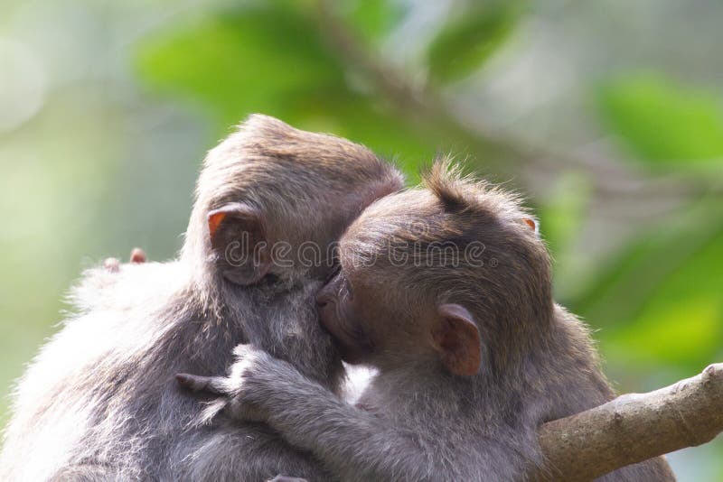 Beautiful Couple of Monkeys Hugging Each Other on a Blurred Background ...