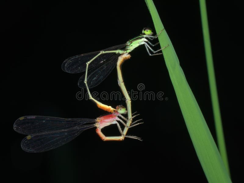 Beautiful Couples Damselfly Mating on the Grass Stock Photo - Image of ...