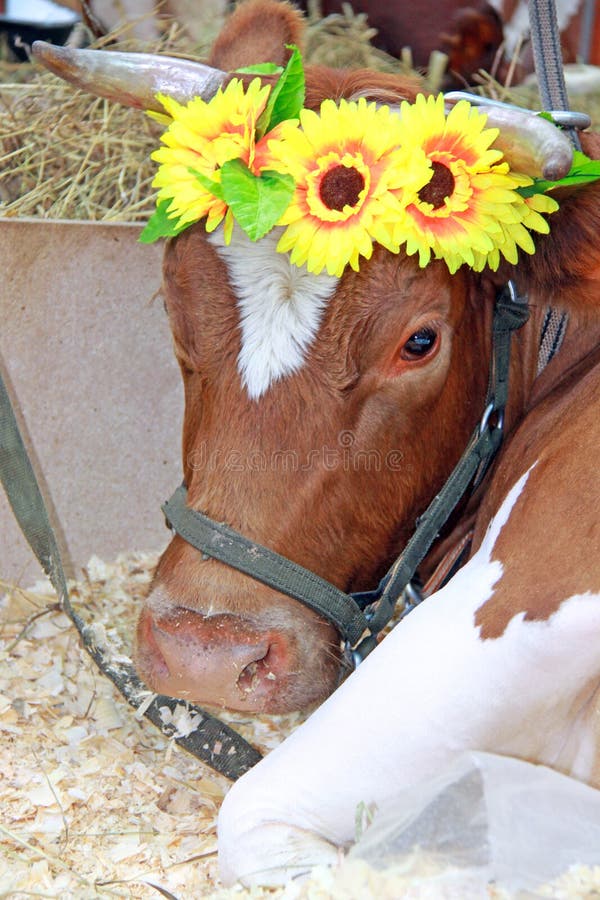 Beautiful cow on the farm stock image. Image of calf - 176699999