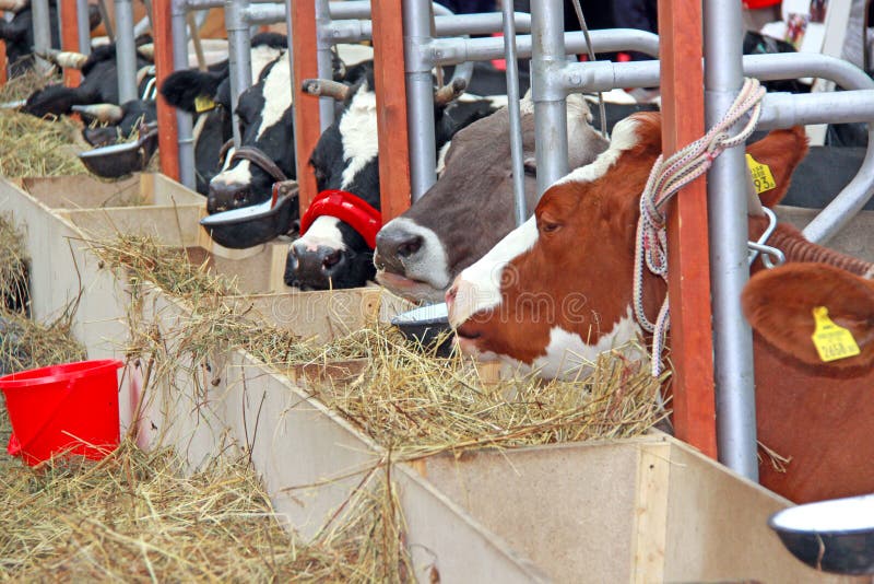 Beautiful cow on the farm stock photo. Image of field - 177336640