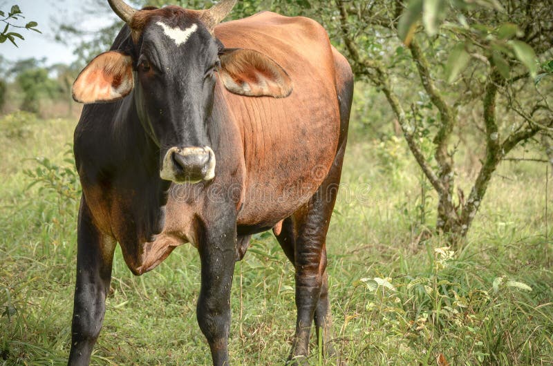 Beautiful Cow in a Field with Fresh Grass during Sunrise Stock Image ...