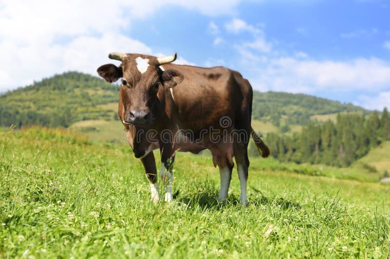 Beautiful Cow Grazing Outdoors on Sunny Day Stock Image - Image of ...