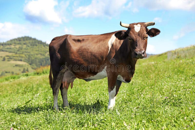 Beautiful Cow Grazing Outdoors on Sunny Day Stock Image - Image of ...