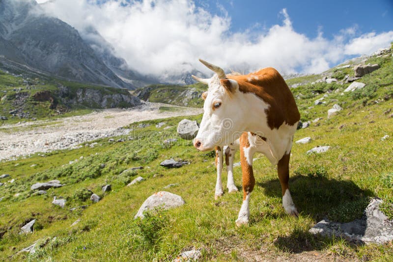 Beautiful cow stock image. Image of pasture, nature, pasturage - 45397989