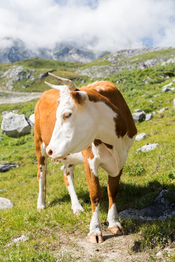 Beautiful cow stock image. Image of alpine, nature, industry - 45397997