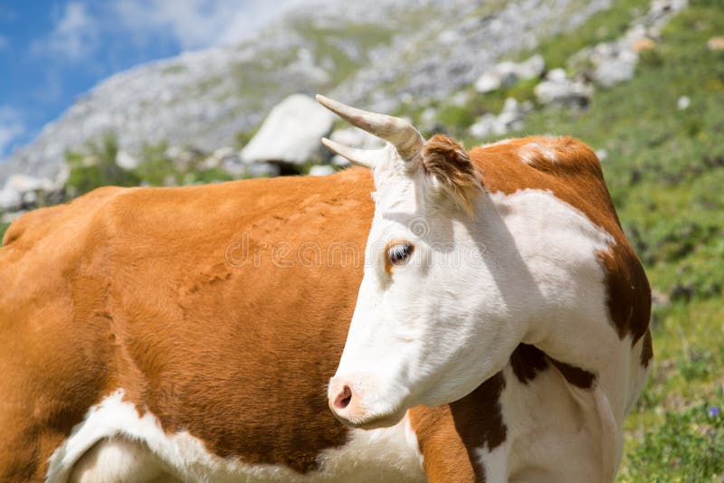 Beautiful Cow Stock Photo - Image: 45398002
