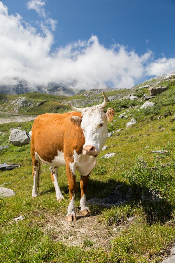 Beautiful cow stock photo. Image of meadows, horns, grasslands - 45398014