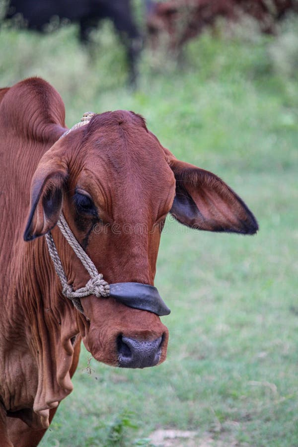 Beautiful cow stock photo. Image of cattle, farming - 255192352
