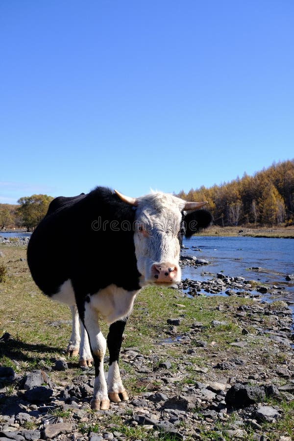 Beautiful Cow Standing on a Shore with Small Stones during Sunrise ...