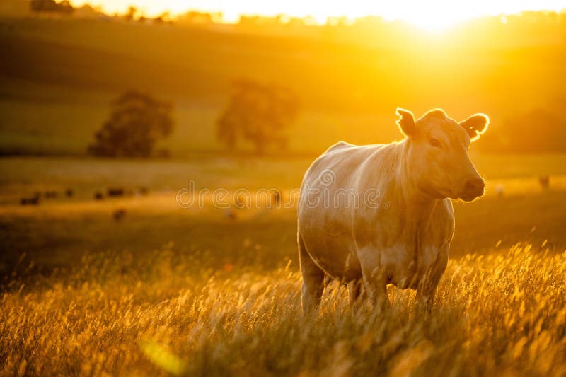Beautiful Cows on a Farm, Beef Cattle Production in a Hot Summer, Stud ...