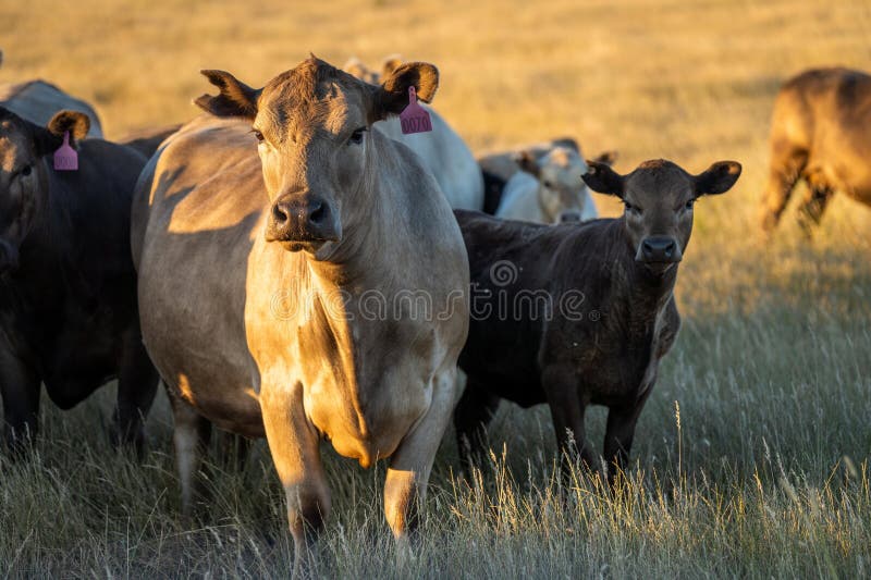 Beautiful Cows on a Farm, Beef Cattle Production in a Hot Summer, Stud ...