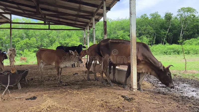 Beautiful Cows Live Together at the Rural Farm Stock Footage - Video of ...