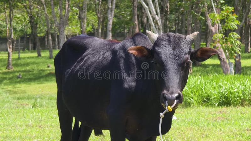 Beautiful Cows Live Together at the Rural Farm Stock Video - Video of ...