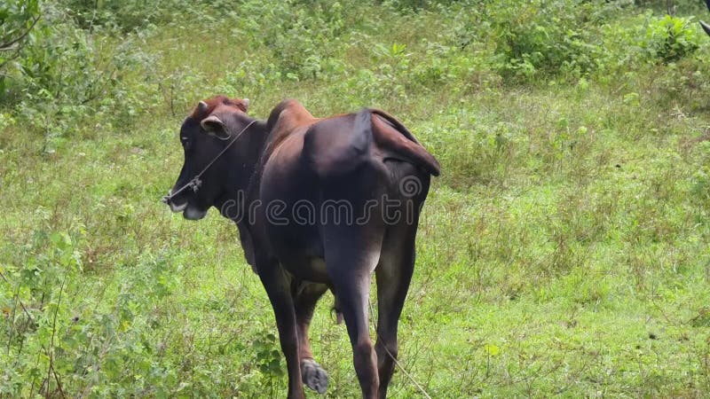 Beautiful Cows Live Together at the Rural Farm Stock Footage - Video of ...