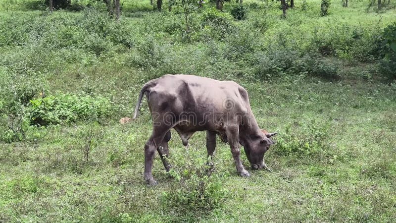 Beautiful Cows Live Together at the Rural Farm Stock Video - Video of ...