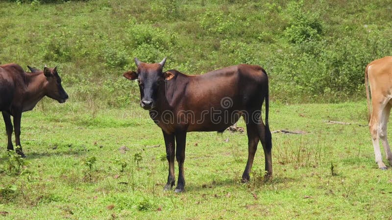 Beautiful Cows Live Together at the Rural Farm Stock Video - Video of ...