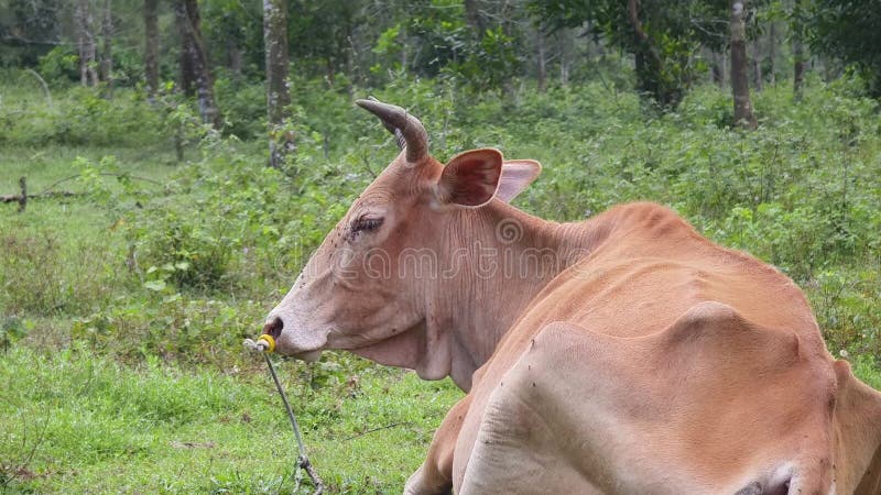 Beautiful Cows Live Together at the Rural Farm Stock Video - Video of ...