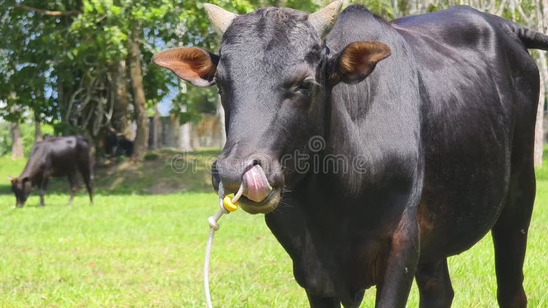Beautiful Cows Live Together at the Rural Farm Stock Footage - Video of ...