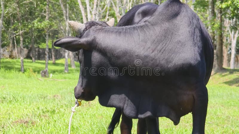 Beautiful Cows Live Together at the Rural Farm Stock Video - Video of ...