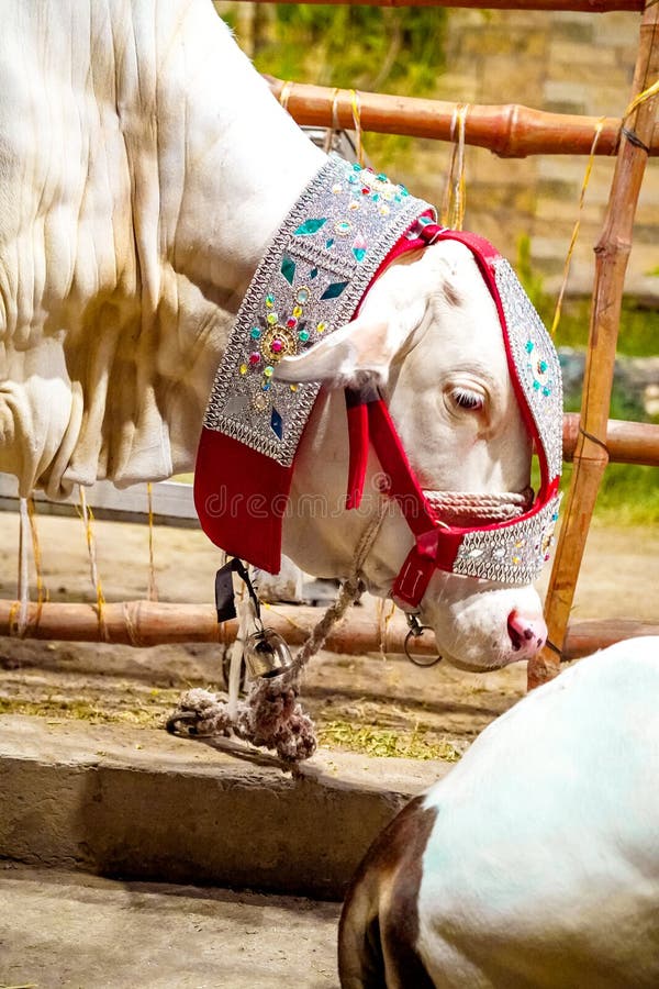 Beautiful Cows in a Cattle Farm Prepared for Eid Ul-Adha Sacrifice ...
