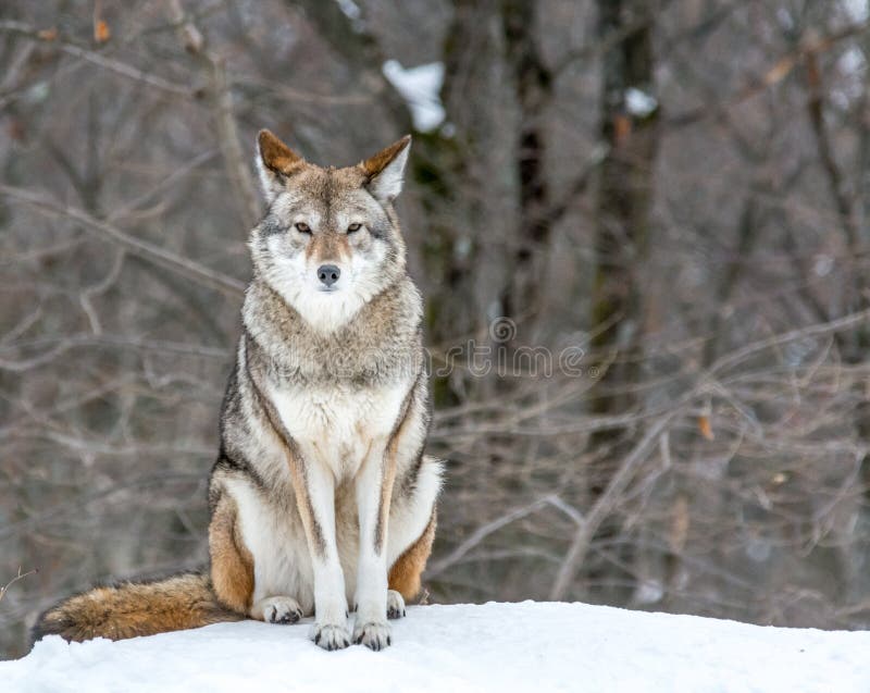 Beautiful Coyote Posing in the November Snow Stock Photo - Image of ...