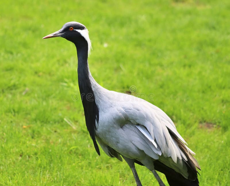 Beautiful Crane Birds in a Detailed Close Up View on a Sunny Summer Day ... Beautiful Crane Birds in a Detailed Close Up View on a Sunny Summer Day ...