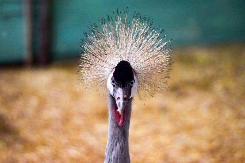 Beautiful Crane is Looking at You Stock Image - Image of naural, nature ...