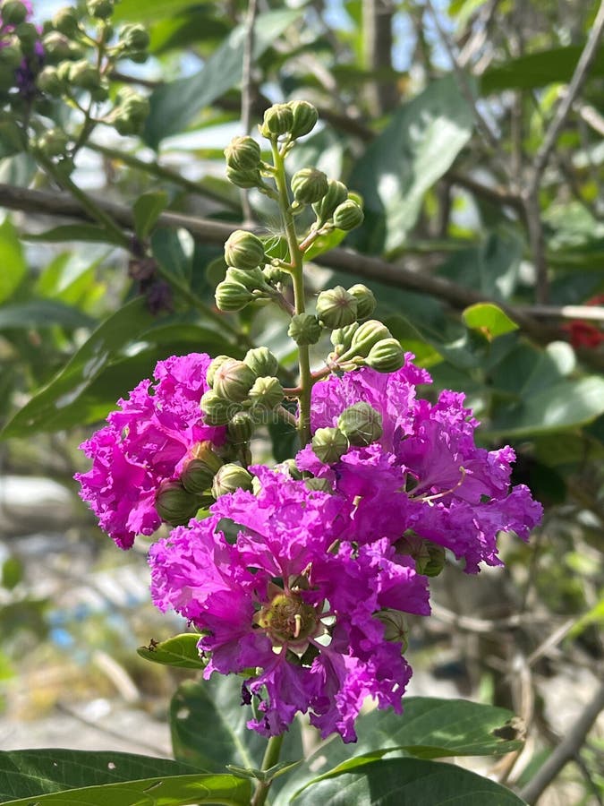 Beautiful Crape Myrtle Flowers in the Garden Stock Photo - Image of ...