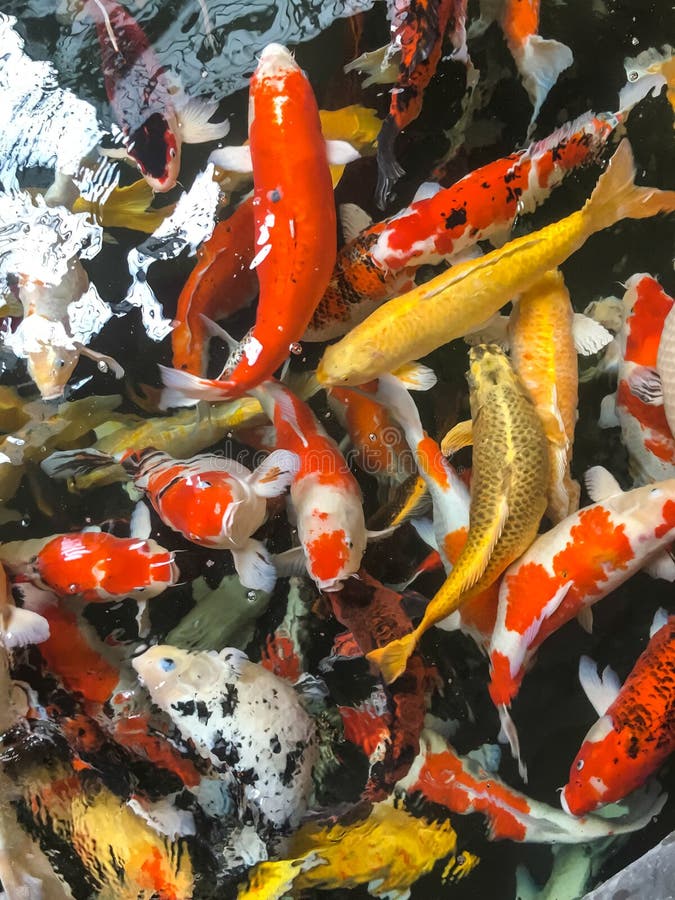 Red crayfish in pond stock photo. Image of shell, lobster - 63884614